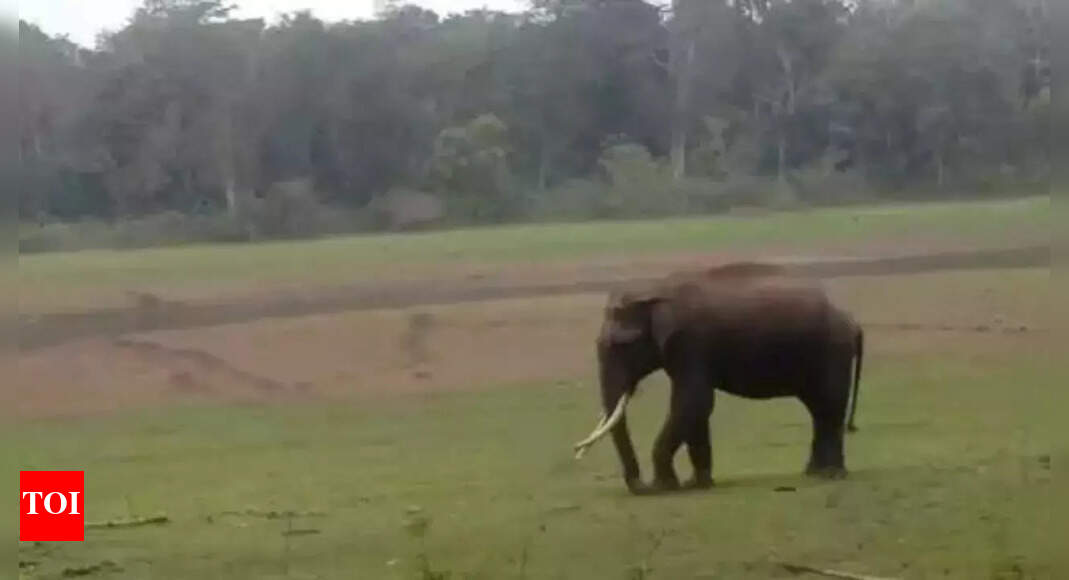 Four detained for shooting elephant | Salem News - Times of India