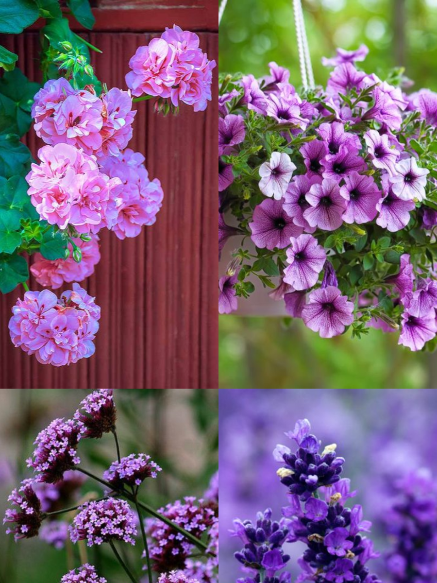 10 Everlasting Flowering Plants For Your Balcony Garden | Times Now