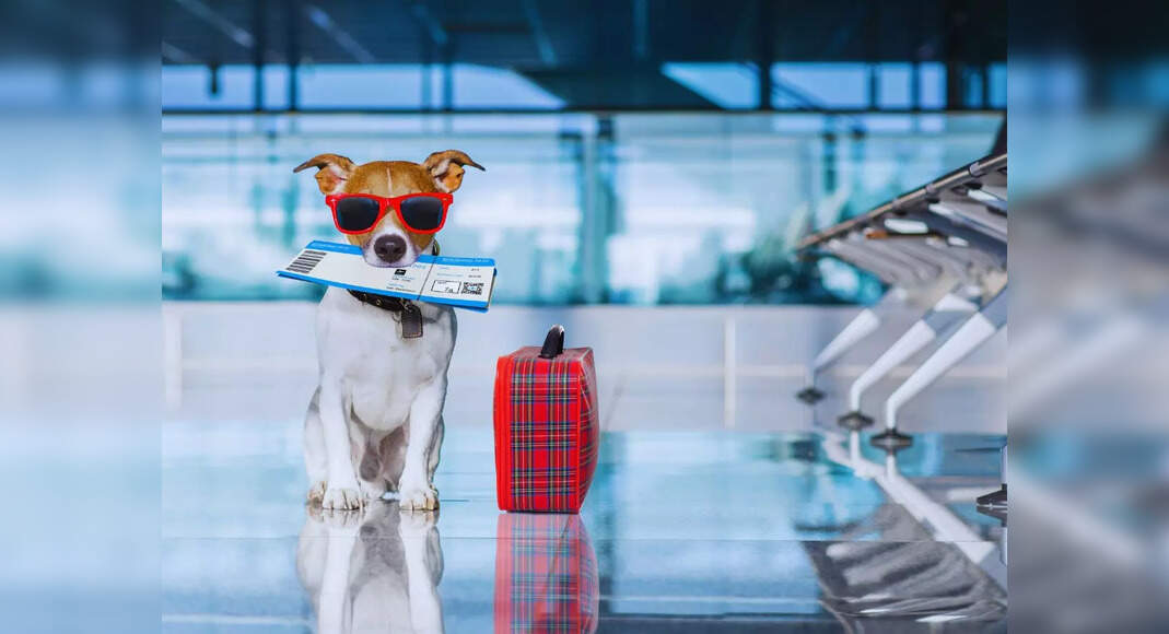 US Dog Airline: US launches the world's first airline for dogs ...