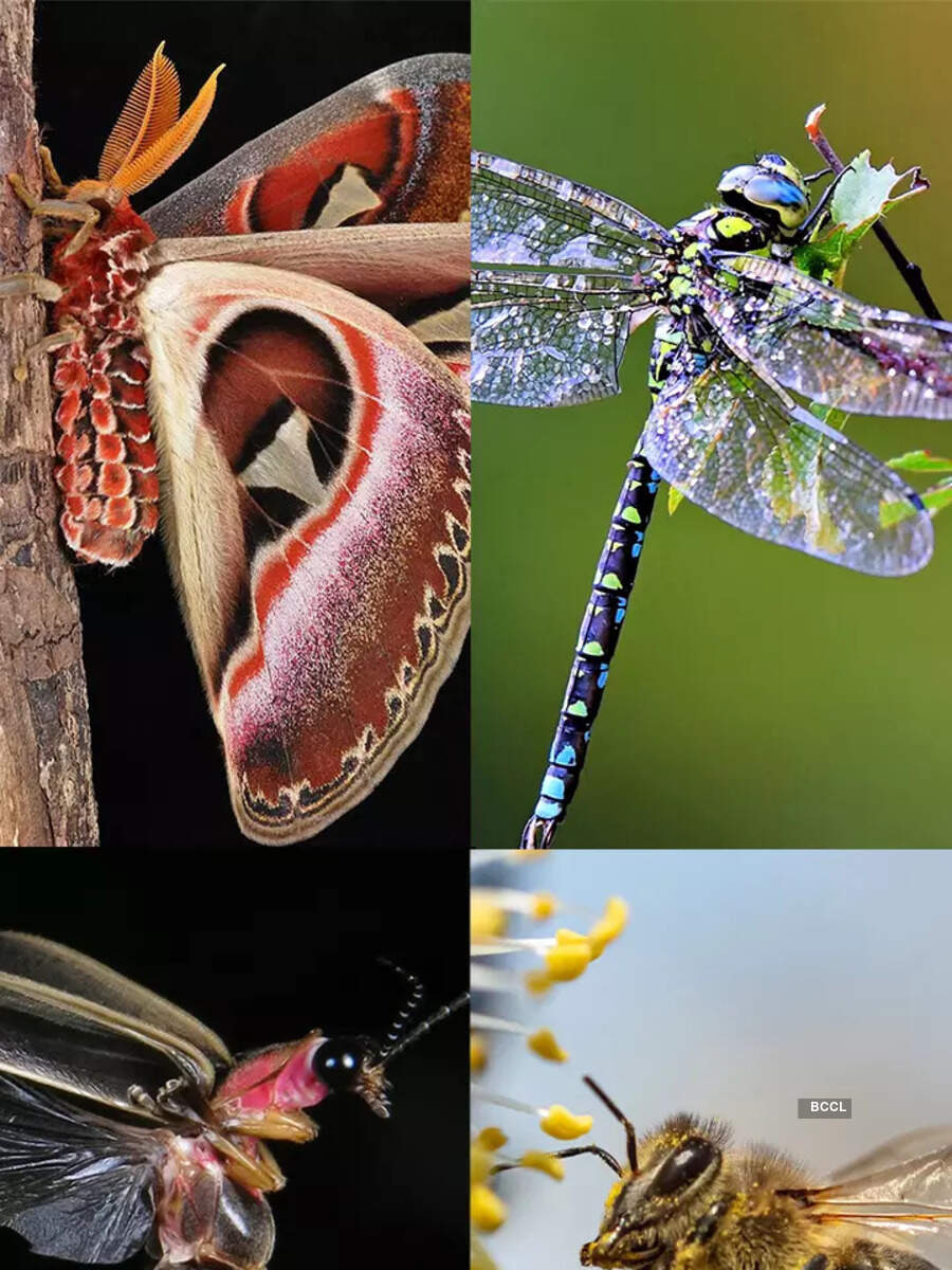 10 amazing insect species and their astonishing adaptations | Times of ...