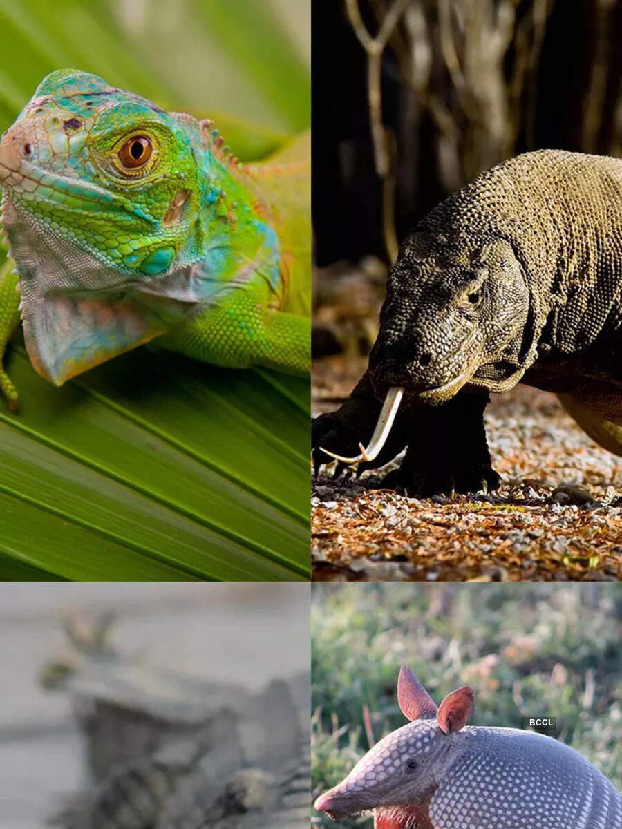 10 rare and endangered reptiles you should know about | Times of India