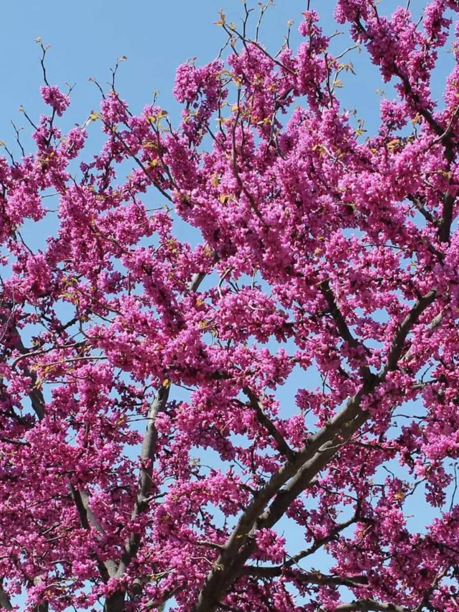 8 beautiful flower trees that bloom in spring across the world | Times ...