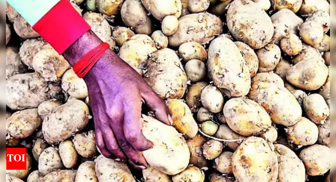 Potato: Potato Consumption Debate: Health Benefits and Risks ...