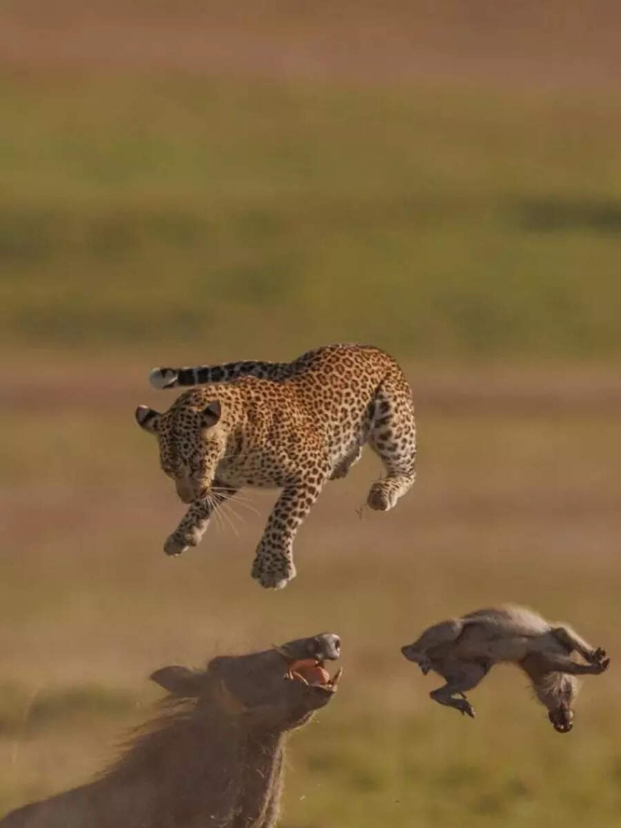 35Awards: 5 Spectacular Winning Images of Wildlife in Motion | Times Now