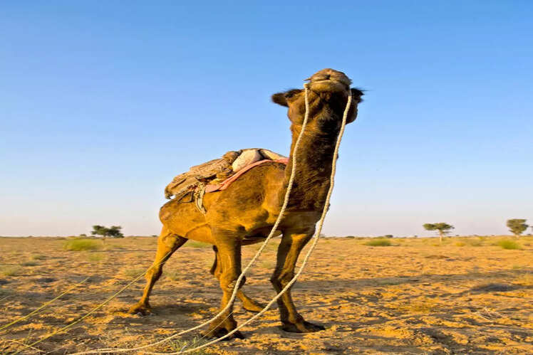 8 hottest places in India right now and their recorded temperatures ...