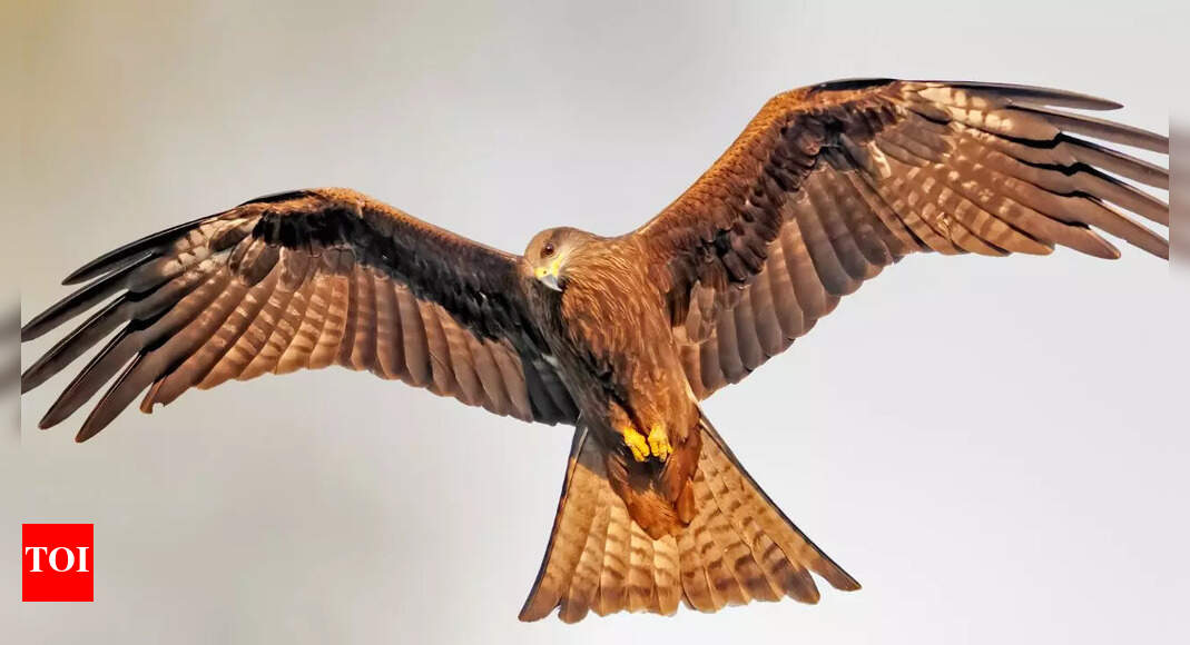 This Australian bird which sets fire to huge forests is a real-life ...