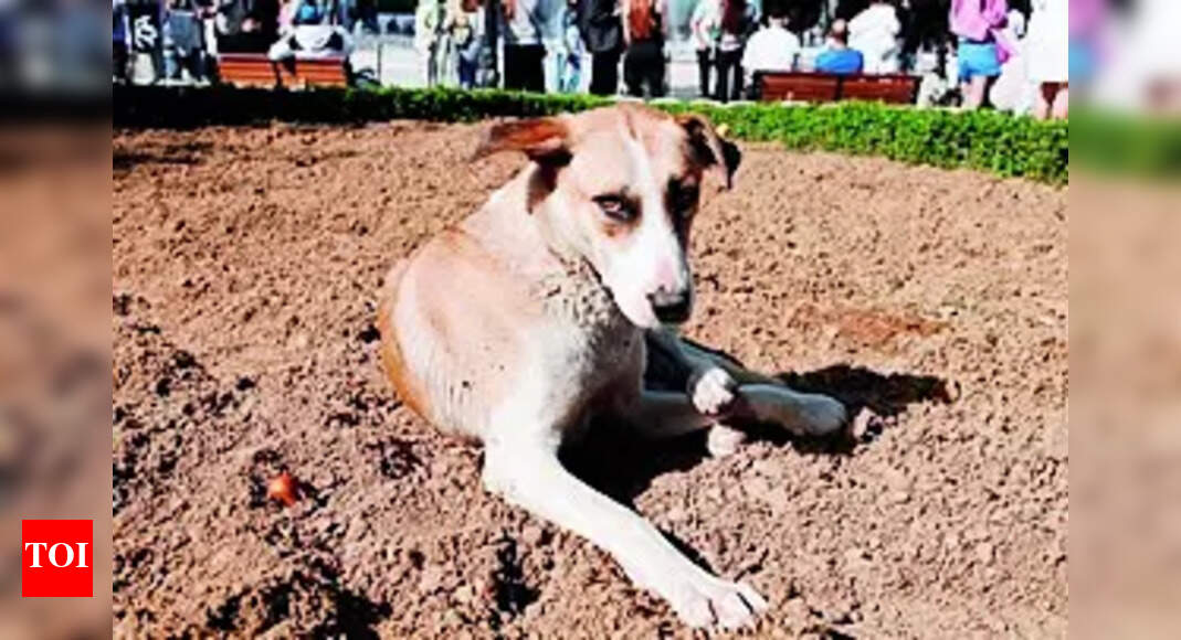 Animal Activists: Animal Birth Control Program Acceleration Urged by ...