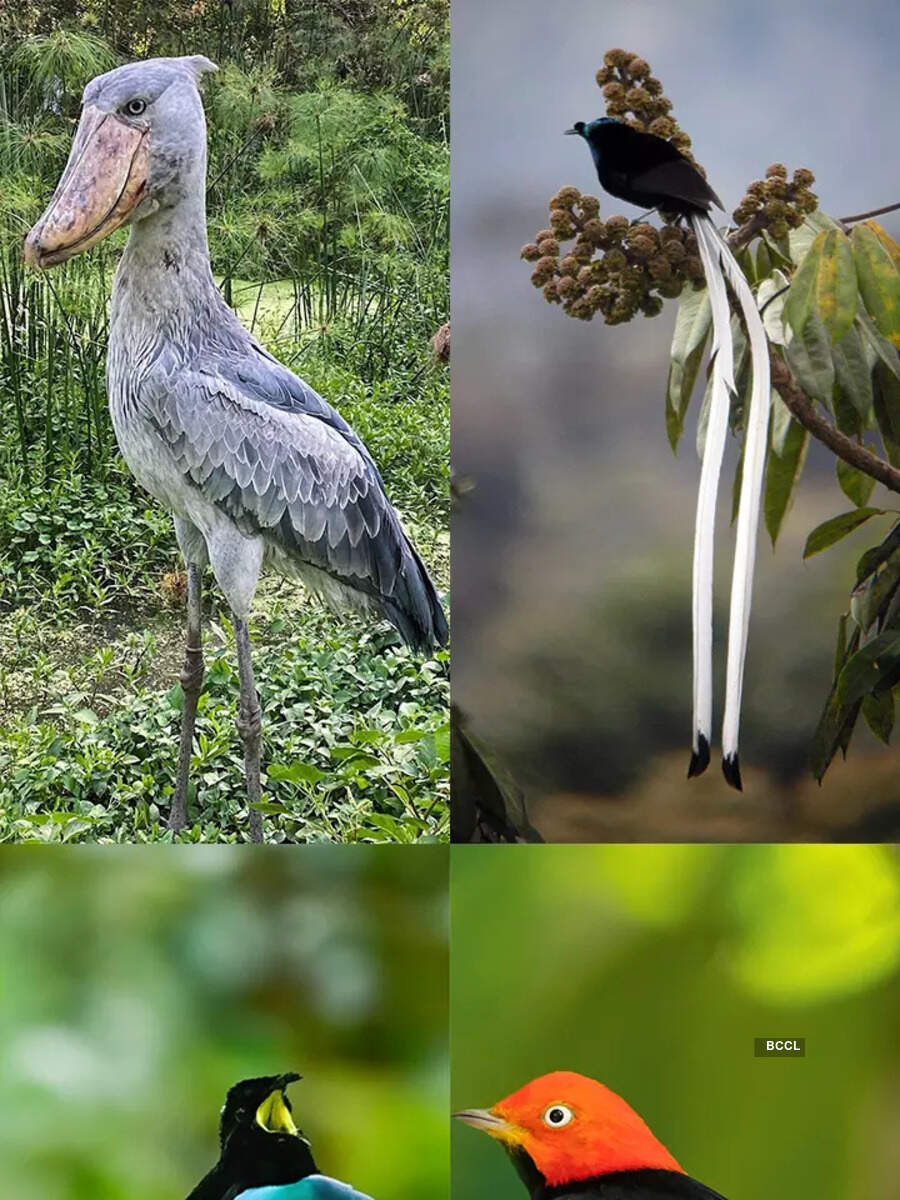 10 rare bird species you might not know | Times of India