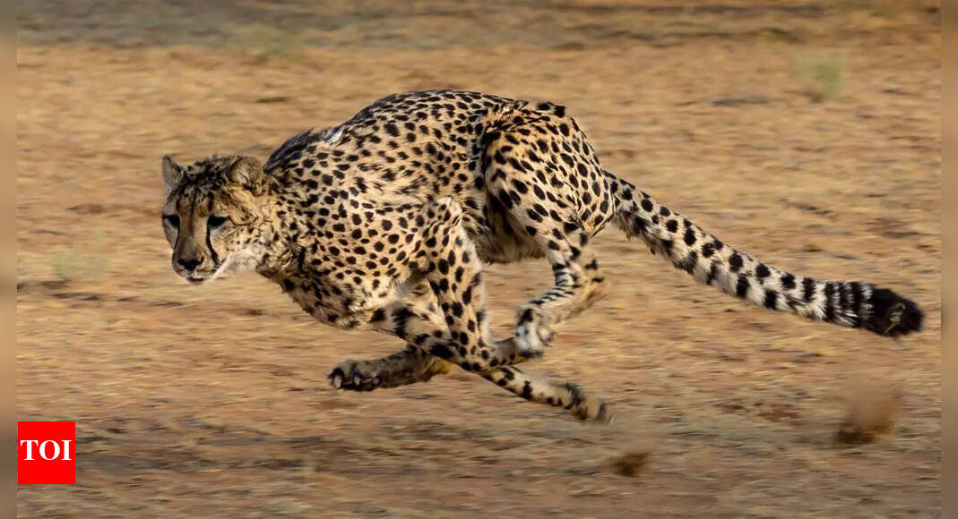 What makes Cheetahs the fastest land animals? | - Times of India