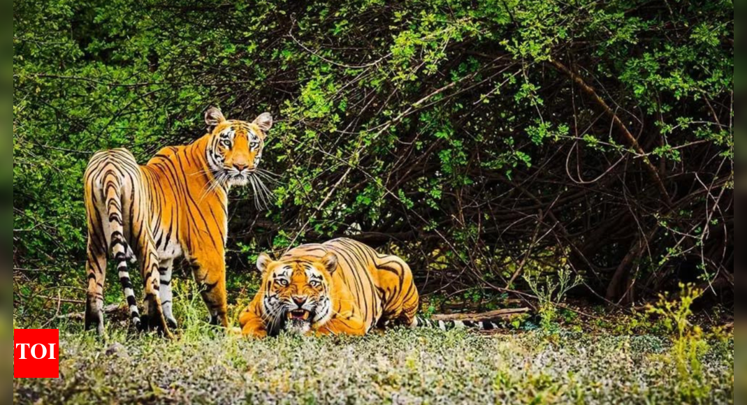 Sundarbans' tiger widows' demand official census for accurate count ...