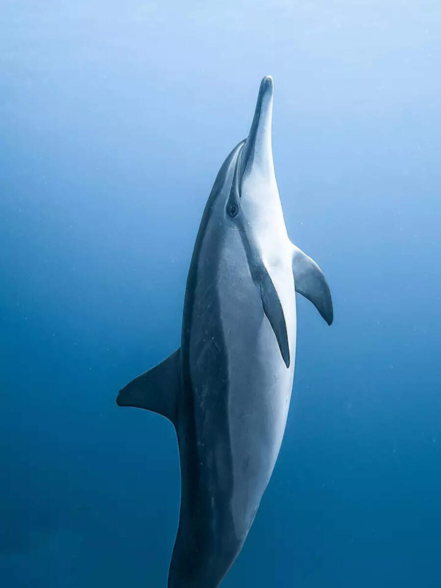 9 astonishing facts about dolphin communication and social interactions ...