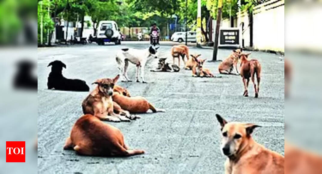 Stray Dog Menace: Court Asks LMC About Steps Taken to Curb Stray Dog ...