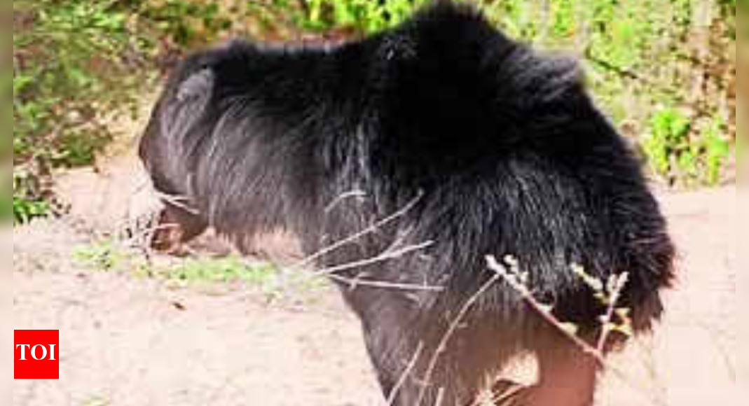'Missing' sloth bear mars Sariska's relocation efforts | Jaipur News ...