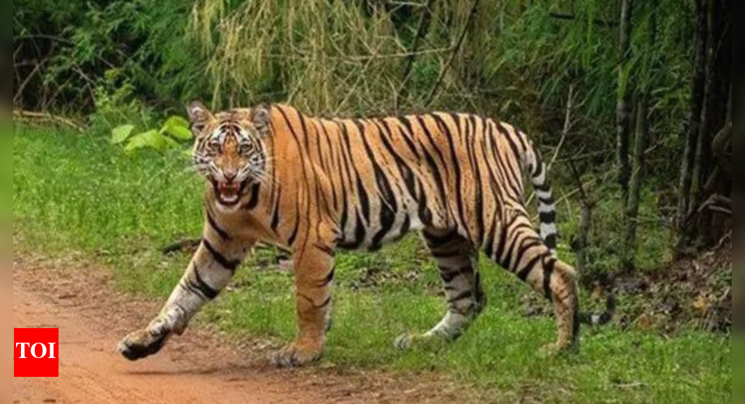 Decomposed carcass of sugarcane tiger found in canal | Lucknow News ...