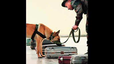 Wildlife Sniffer Dogs: Training of 12 Wildlife Sniffer Dog Squads for 7 ...