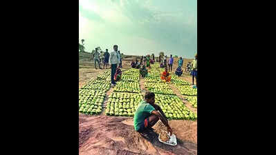 Tendu Leaf Collection: Manendragarh forest division exceeds tendu leaf ...