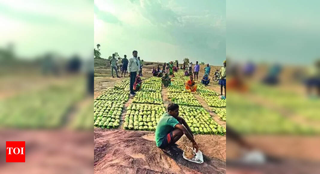 Tendu Leaf Collection: Manendragarh forest division exceeds tendu leaf ...