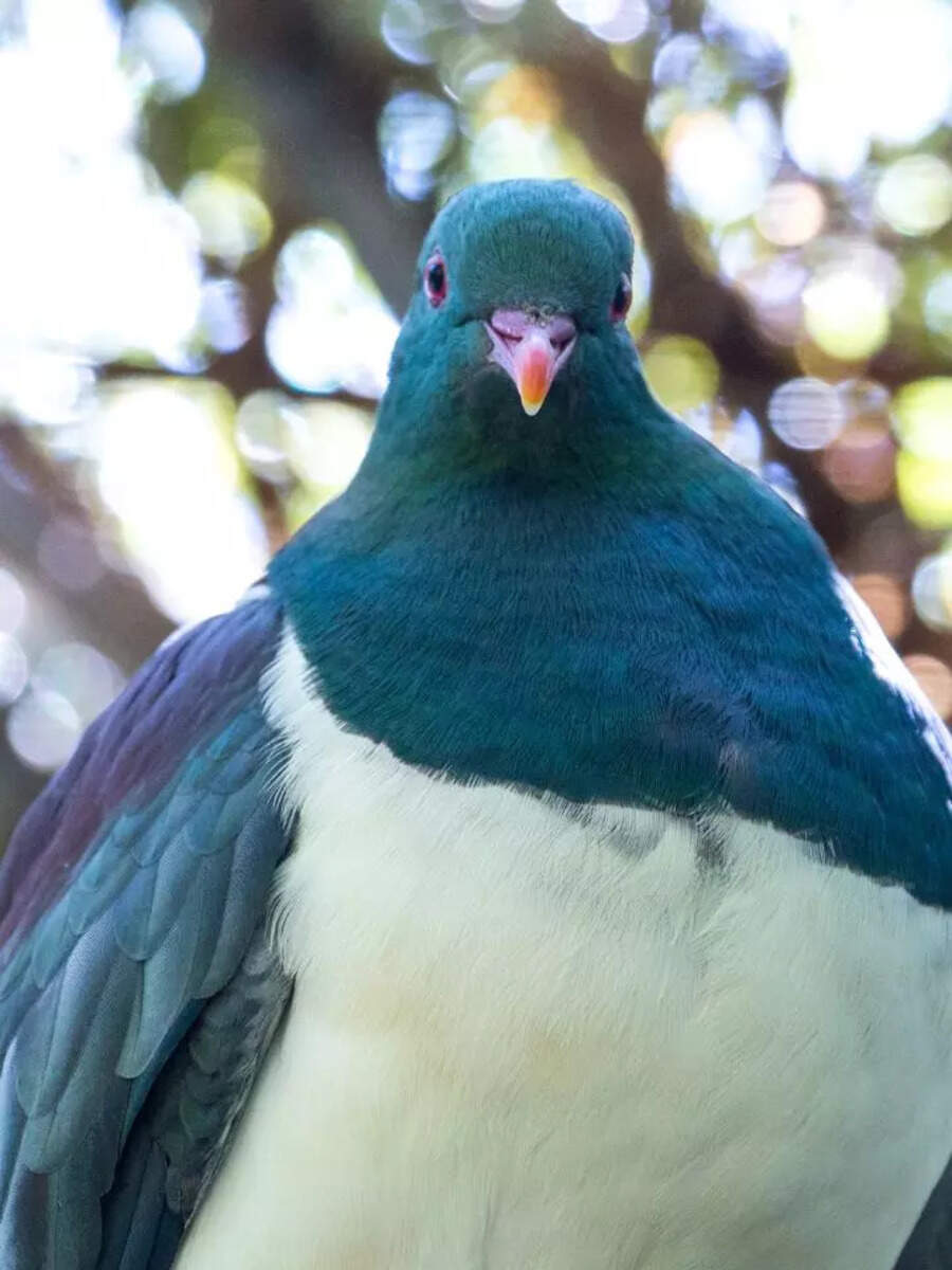 All about Kereru; The bird that stays drunk during Summers | Times of India