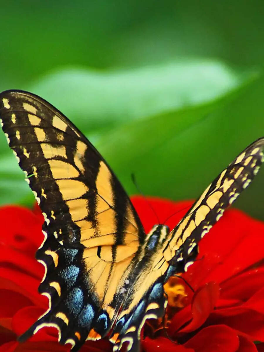 10 best red flowers to brighten up the home garden | Times of India