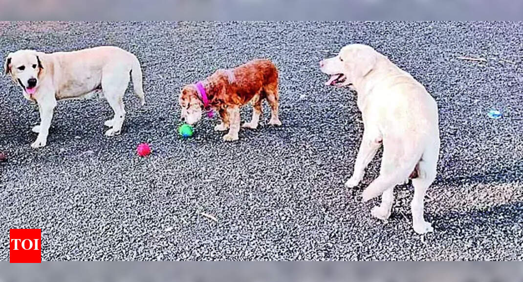 Good boys Rocky, Max, Duke and Don stay in care of CISF & AAI even ...