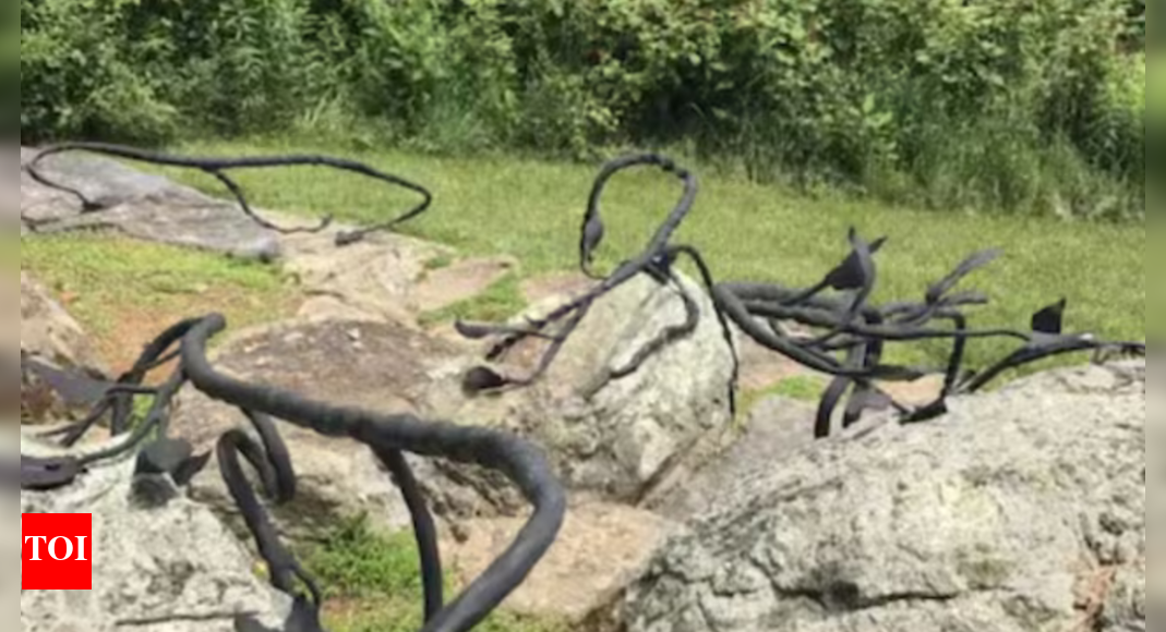 Optical Illusion: Only a real snake charmer can find the cobra in this ...