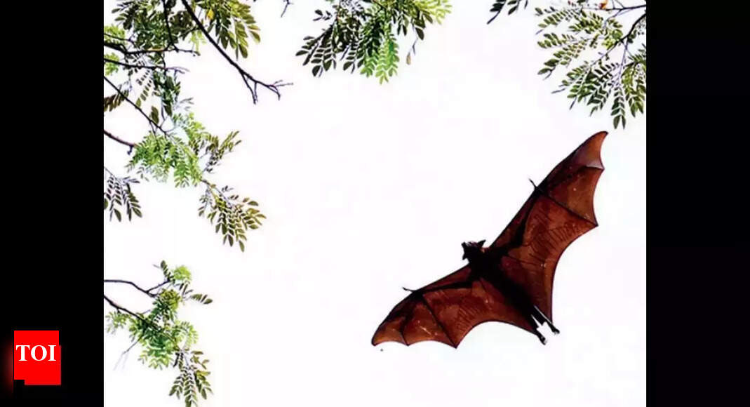 Bats fall dead due to extreme heat in Chhattisgarh village | Raipur ...
