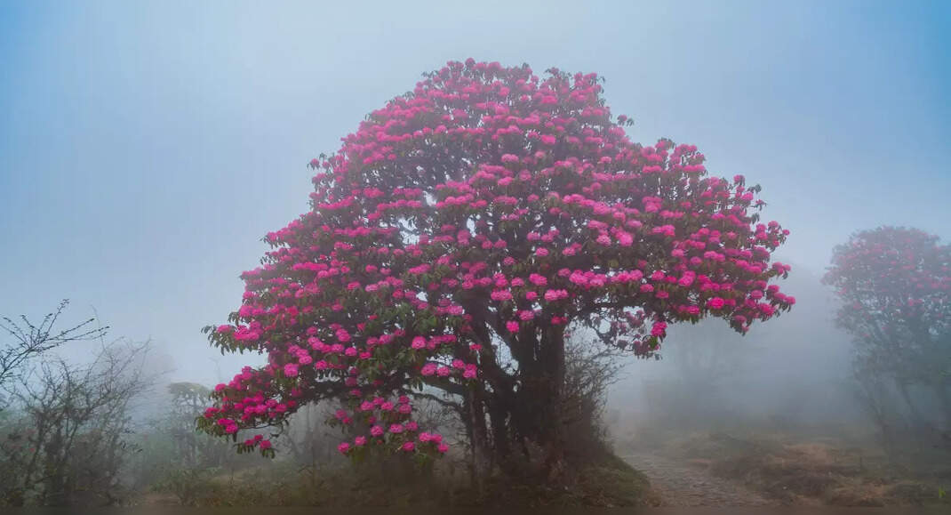 Sikkim’s Barsey Rhododendron Sanctuary is a perfect mix of scenic and ...