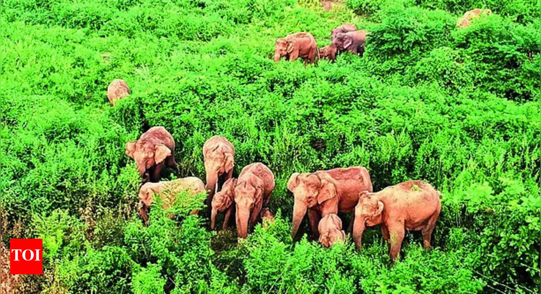 Elephant Census: Odisha Elephant Census Results to be Released Tomorrow ...