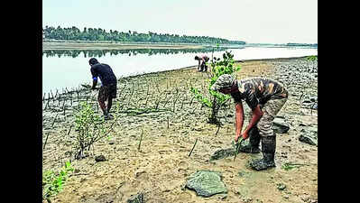 Team plants 45k mangrove pods along river banks in coastal districts ...