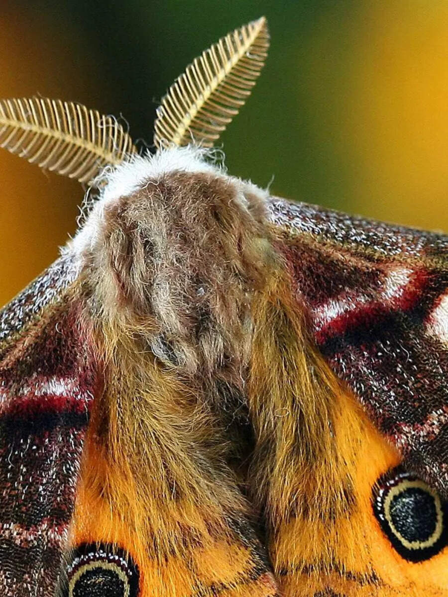 10 animals with the strongest sense of smell | Times of India