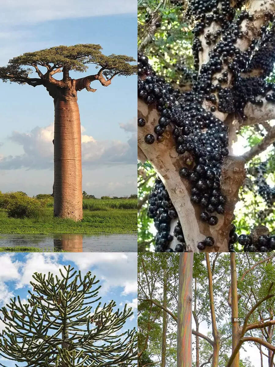 9 most unique tree varieties | Times of India
