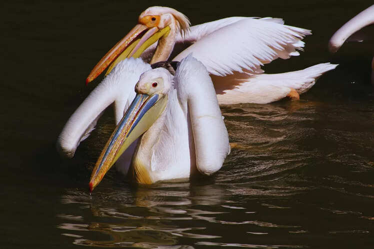 Wildlife experiences in Odisha one can have throughout the year | Times ...