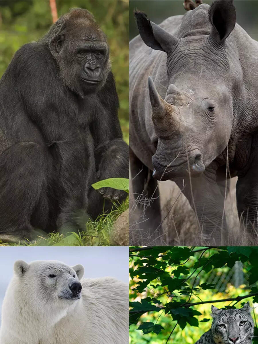 10 endangered animals desperately seeking our help | Times of India