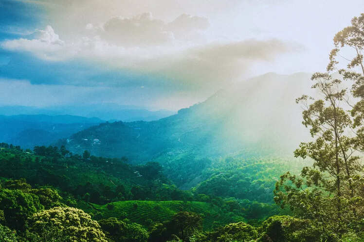 India Rainforests: Most vibrant rainforests from across the Indian ...