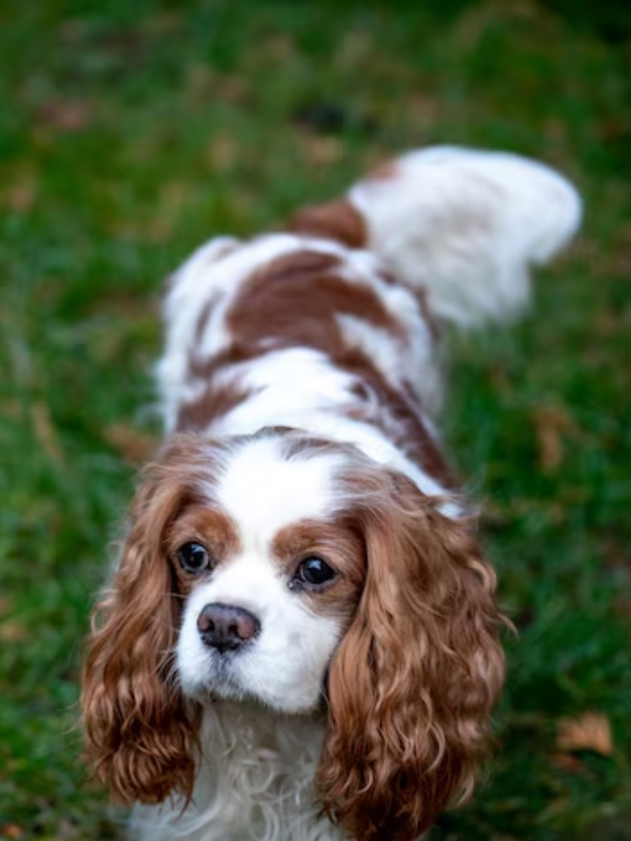 Top 10 Most Expensive Dogs You Must Know About | Times Now