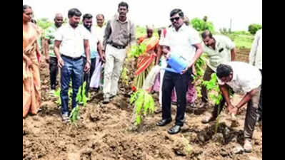 Saplings: Drive launched to plant 50L saplings | Trichy News - Times of ...