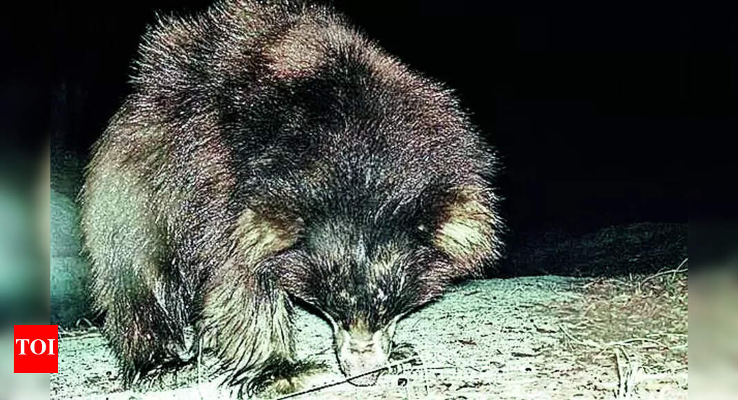 Sloth Bear: Rare brown-fur sloth bear spotted in Dahod jungle ...
