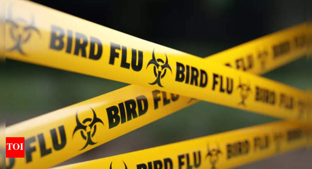 WHO confirms first fatal human case of H5N2 bird flu - Times of India