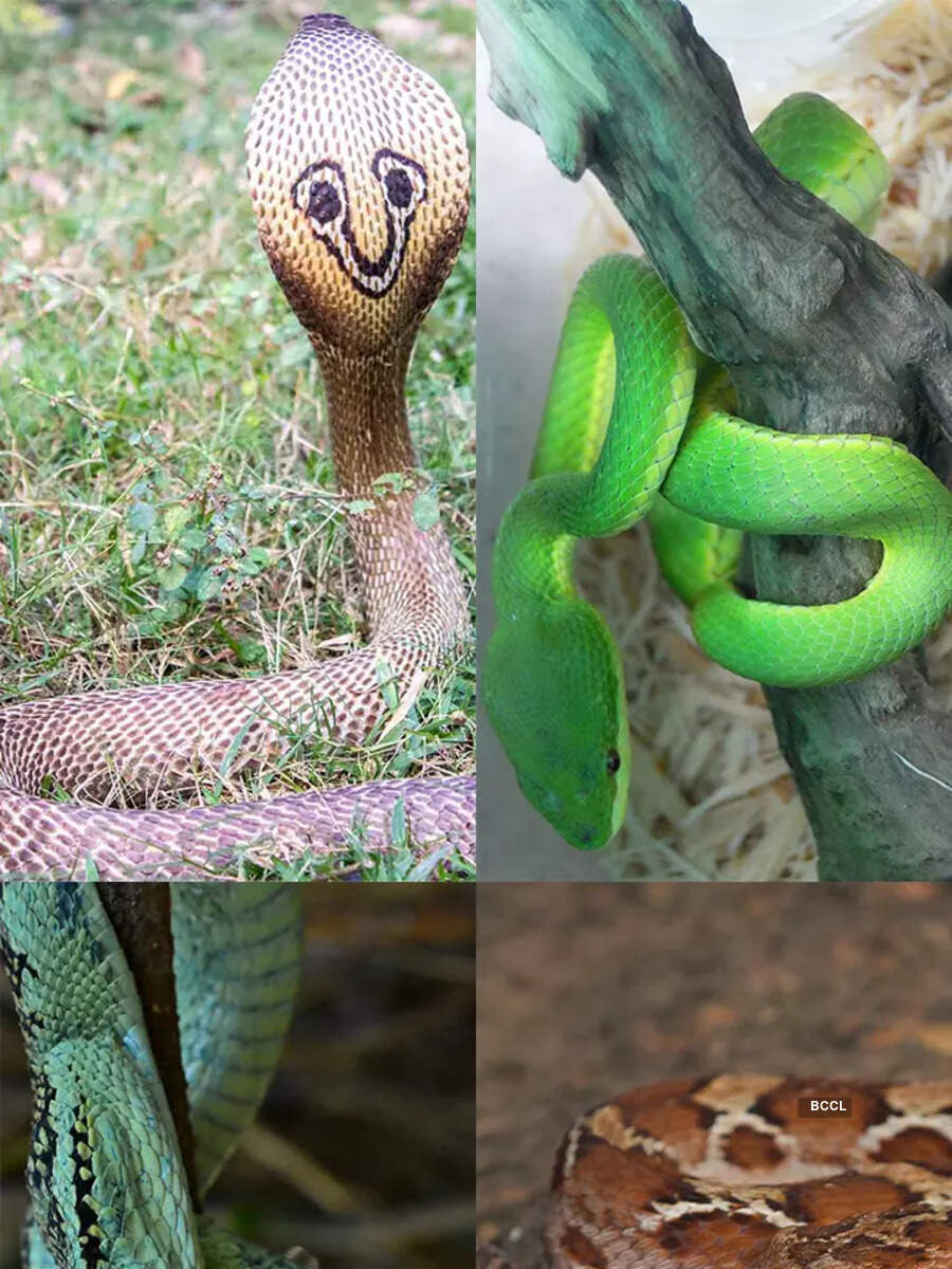 10 prevalent snakes in India and their venom levels | Times of India