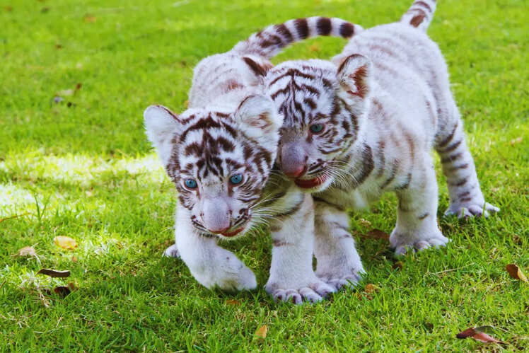 White Tiger Zoos in India: 8 zoos in India where one can spot the majestic white tigers | Times ...