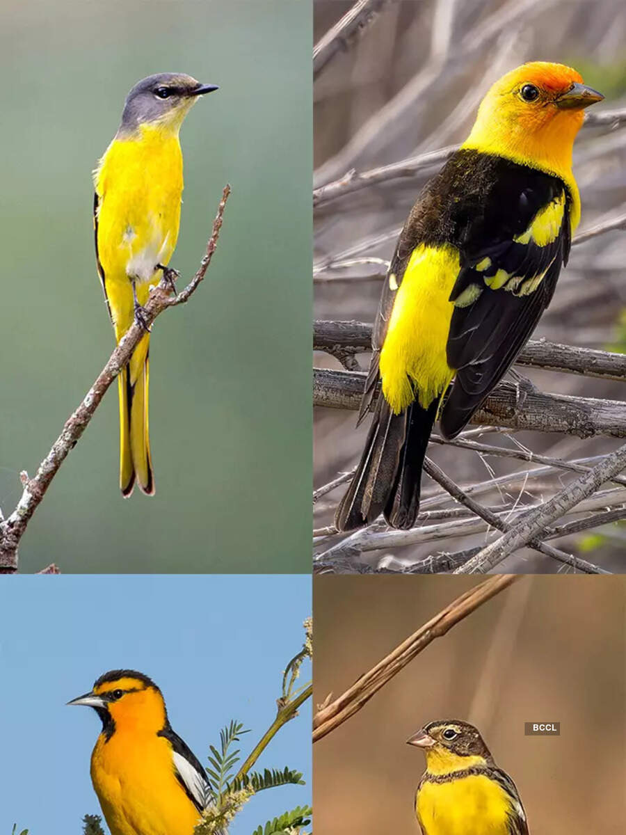 10 yellow birds that are nature's treasures to humanity | Times of India