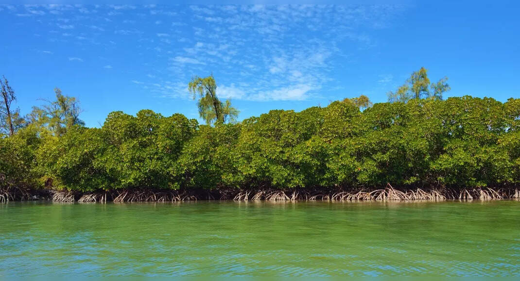 Odisha's Bhitarkanika mangrove forest is an ecological gem; here’s why ...