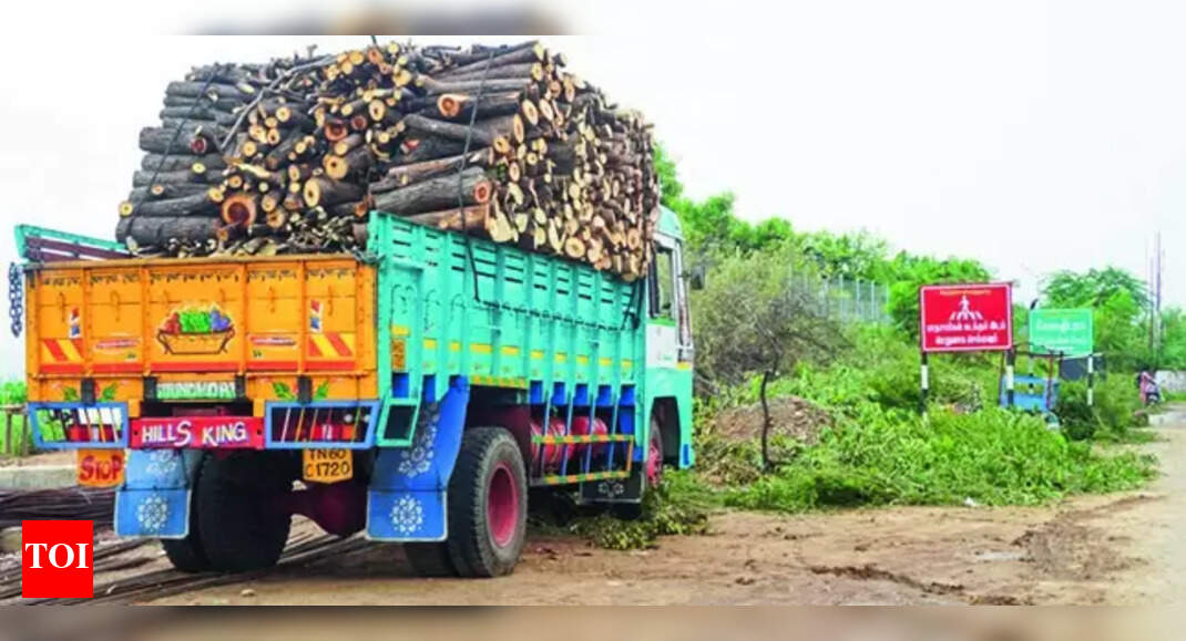 Native Trees: Concern Over Native Trees Being Felled for Infrastructure ...