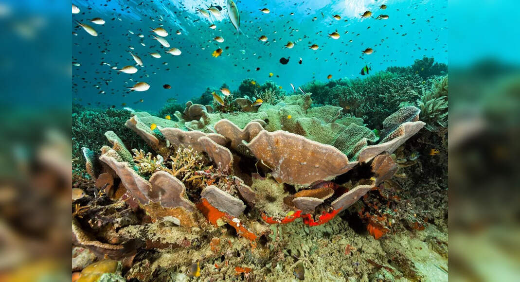Coral Triangle Day: Fascinating facts and reasons to protect it ...
