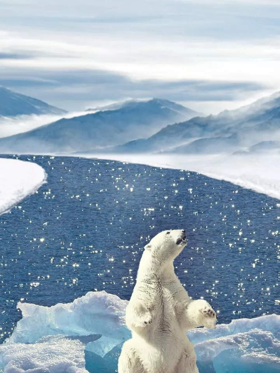 10 animals that prefer spending time alone | Times of India