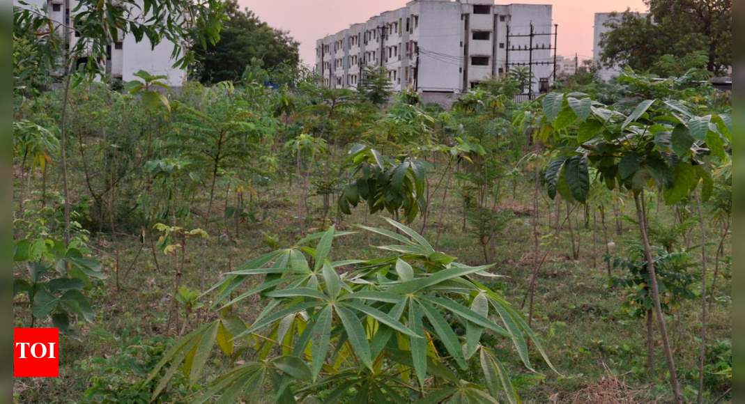 Raipur only PM Awas colony that flourishes with 12,000 Trees with ...