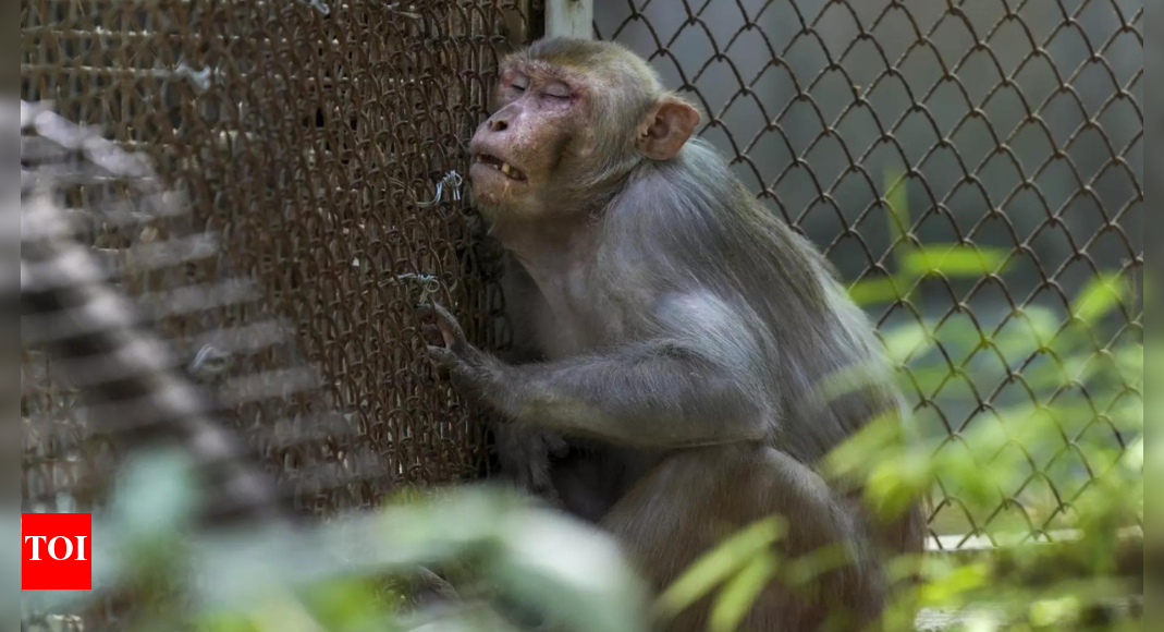 30 monkeys found dead; banana growers' hand suspected | Bengaluru News ...