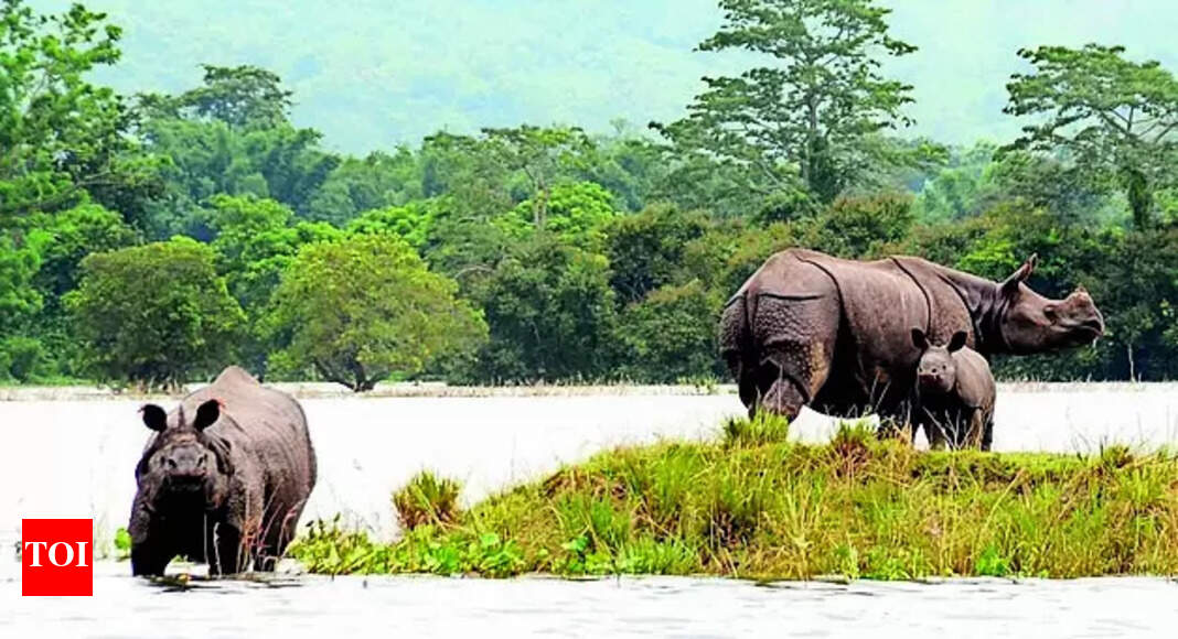 Wild Animals Rescue: Four teams set up to rescue wild animals in ...