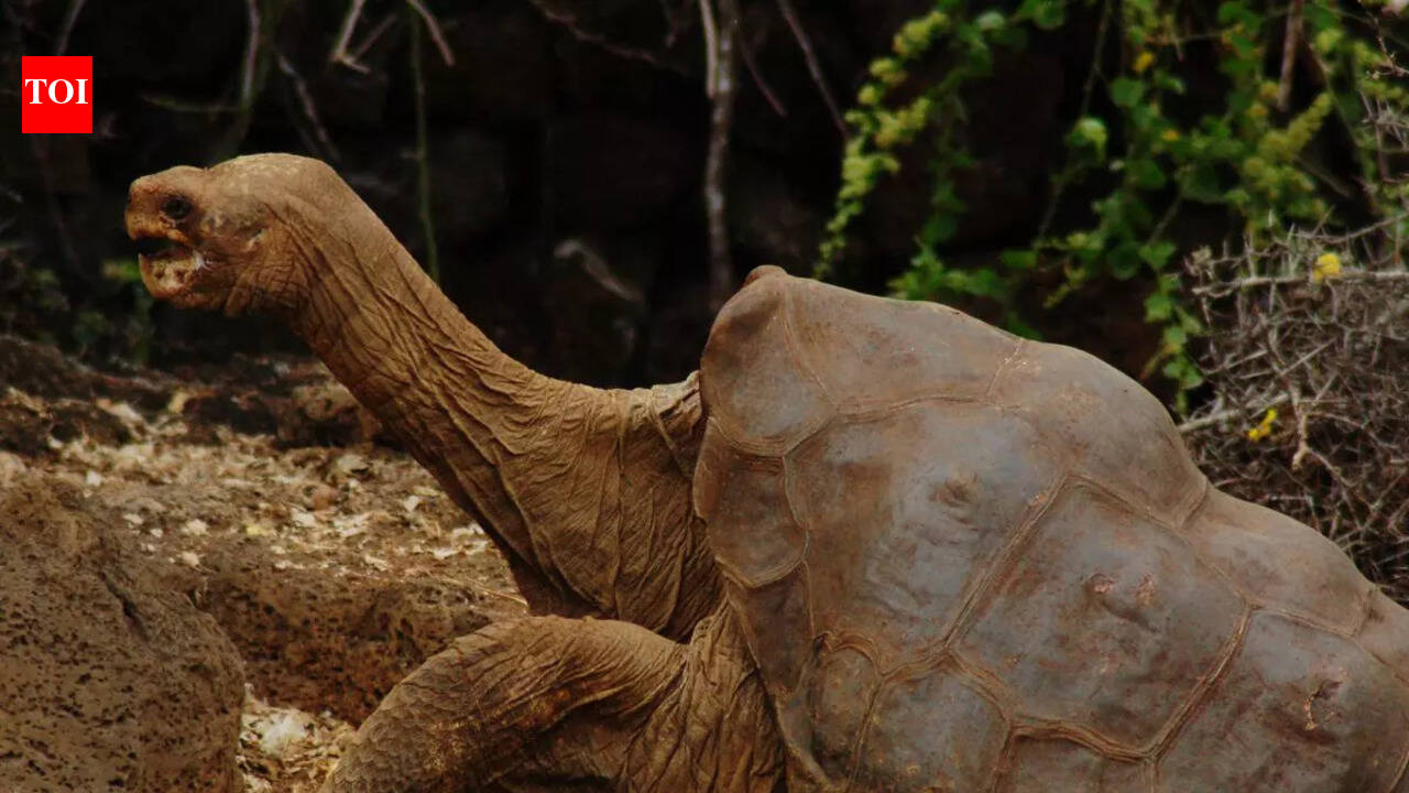 8 haunting images of the last members of animal species that became extinct