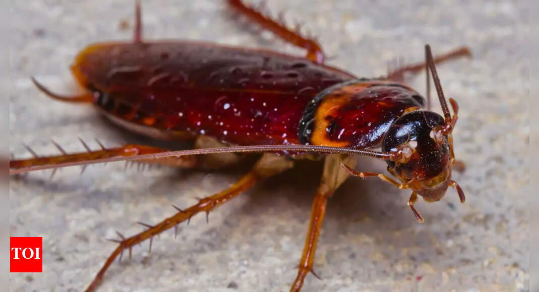 Explained: All about the history of cockroaches and their connection ...